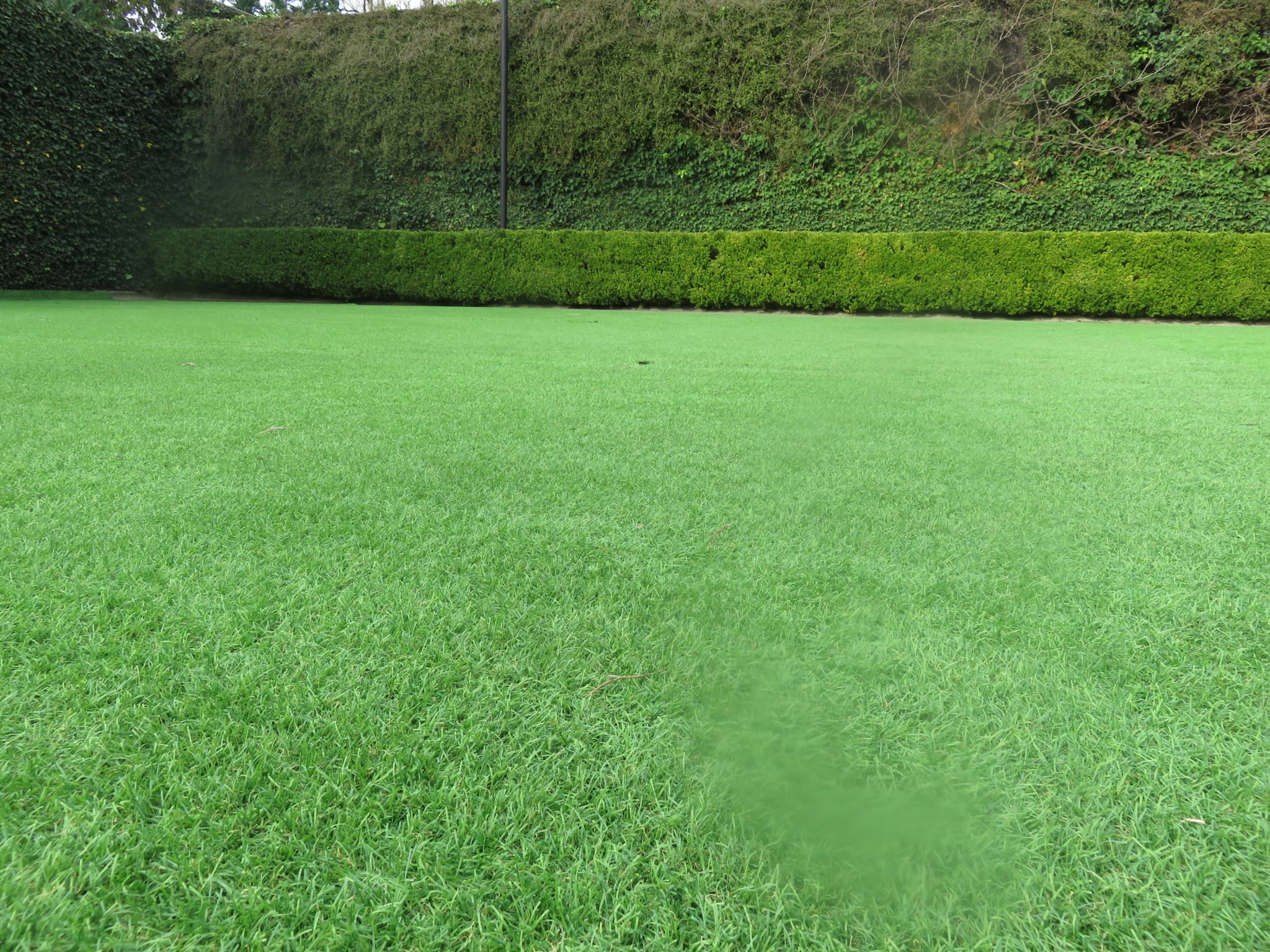 Synthetic Grass For Large Areas / Halls - Keeping it Green